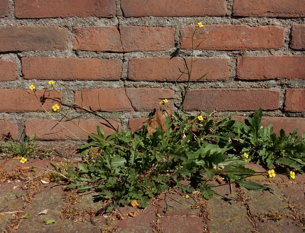 Diplotaxis muralis, Annual Wall-rocket